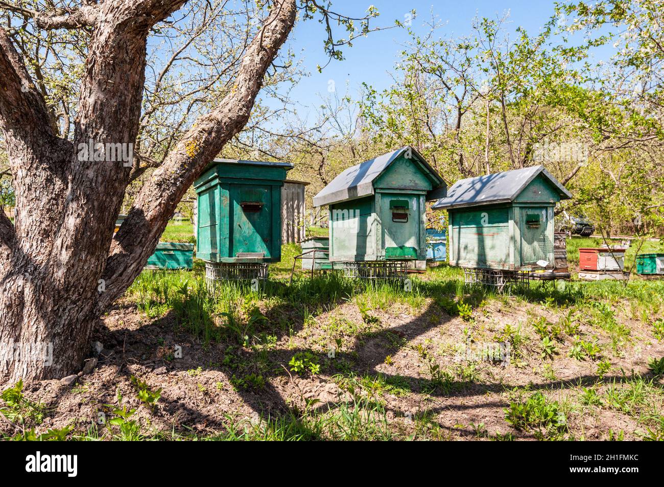 Ulyany, Kyiv region, Ukraine - May 2, 2013: Green beehive with bees at ...