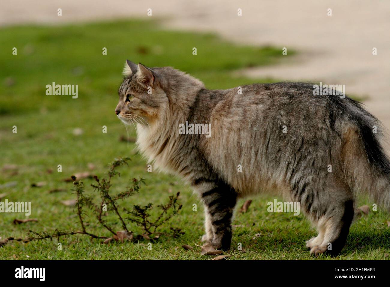 Zoologist wild animals hi-res stock photography and images - Alamy