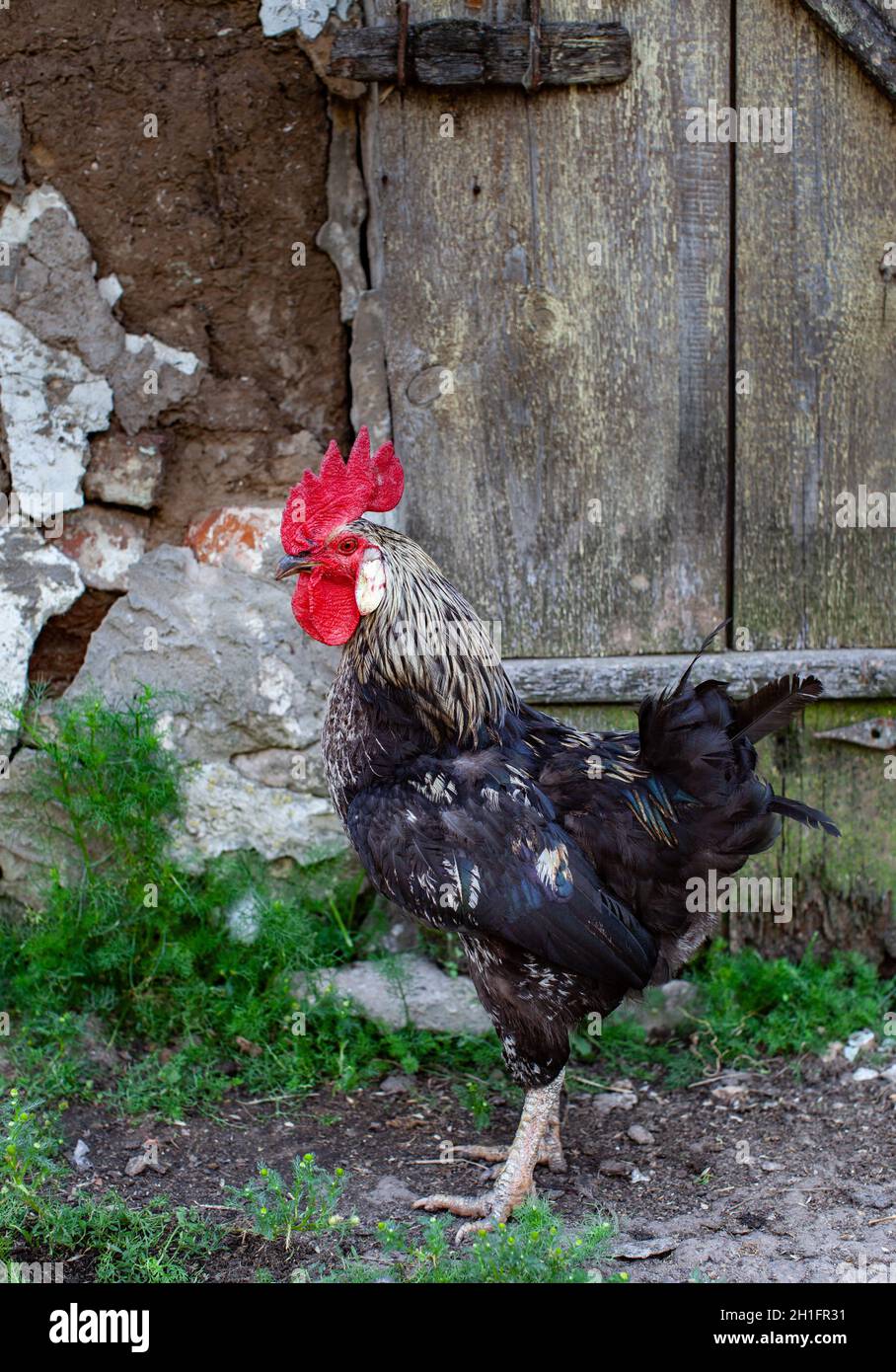 Black rooster hi-res stock photography and images - Alamy