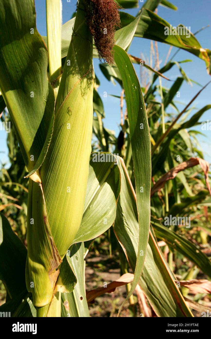 Transgenic corn farmer hi-res stock photography and images - Alamy