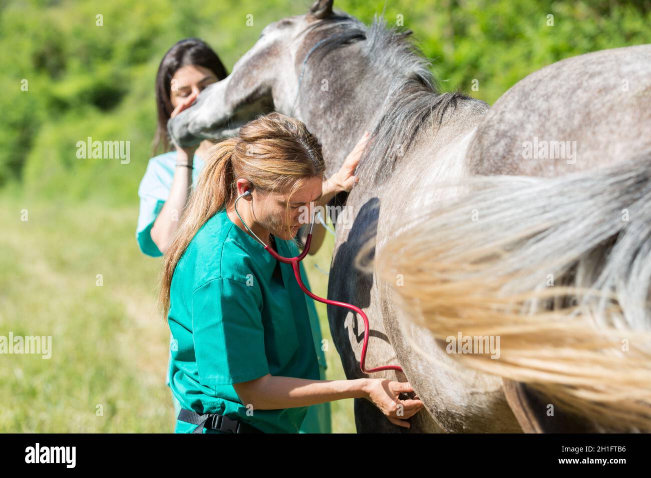 Endoscope horse hi-res stock photography and images - Alamy