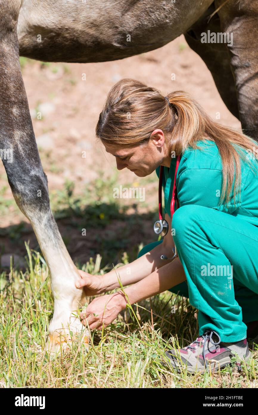 Veterinary great performing a scan to a young mare Stock Photo - Alamy