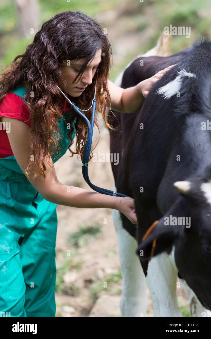 Female vet in field cattle hi-res stock photography and images - Alamy