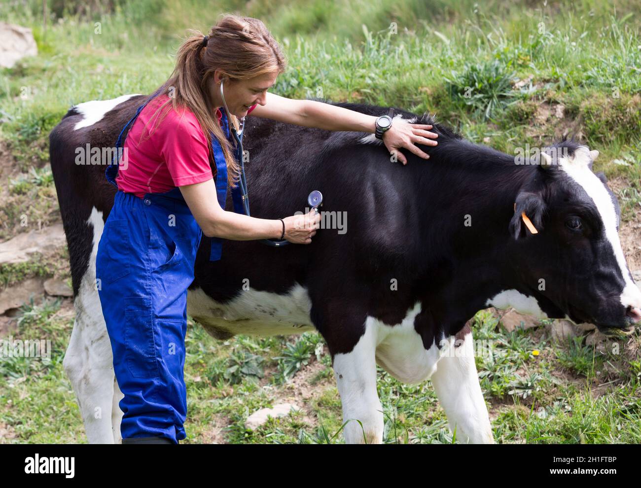 Female vet in field cattle hi-res stock photography and images - Alamy