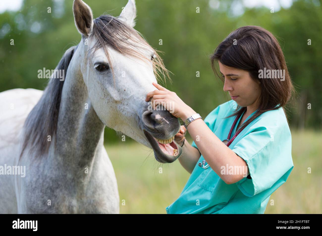 Endoscope a horse hi-res stock photography and images - Alamy