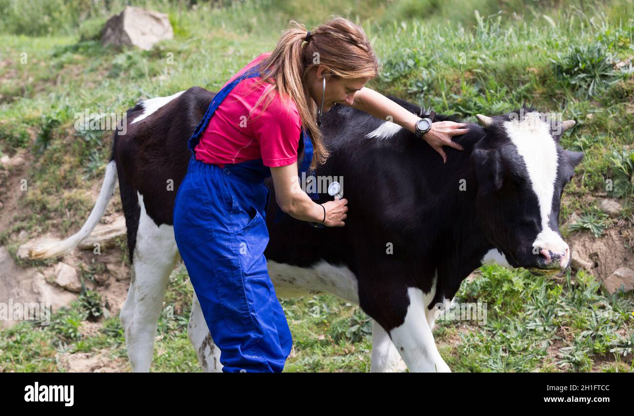 Female vet in field cattle hi-res stock photography and images - Alamy