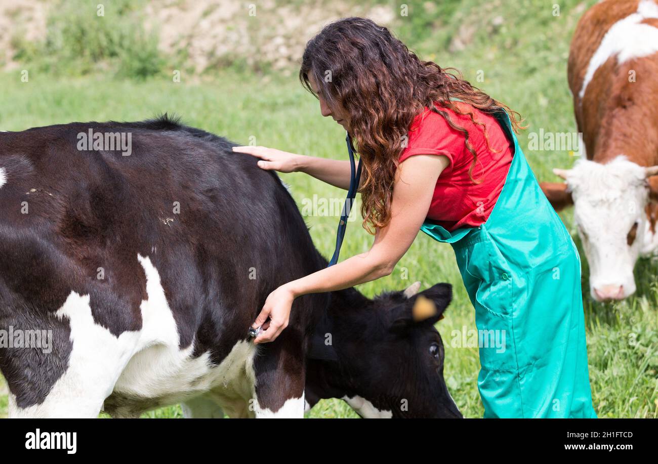 Female vet in field cattle hi-res stock photography and images - Alamy