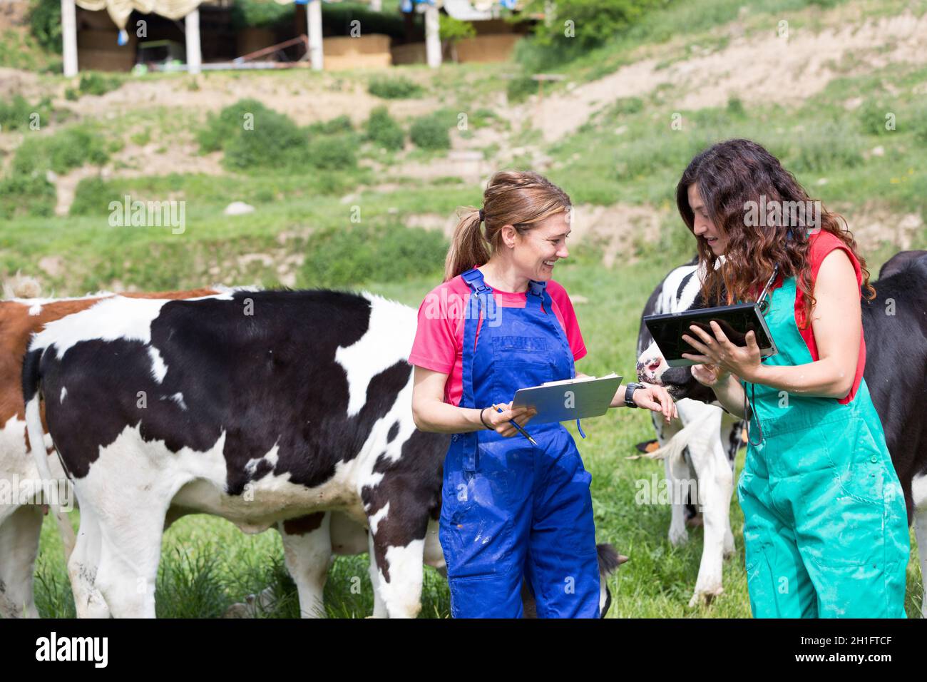 Female vet in field cattle hi-res stock photography and images - Alamy