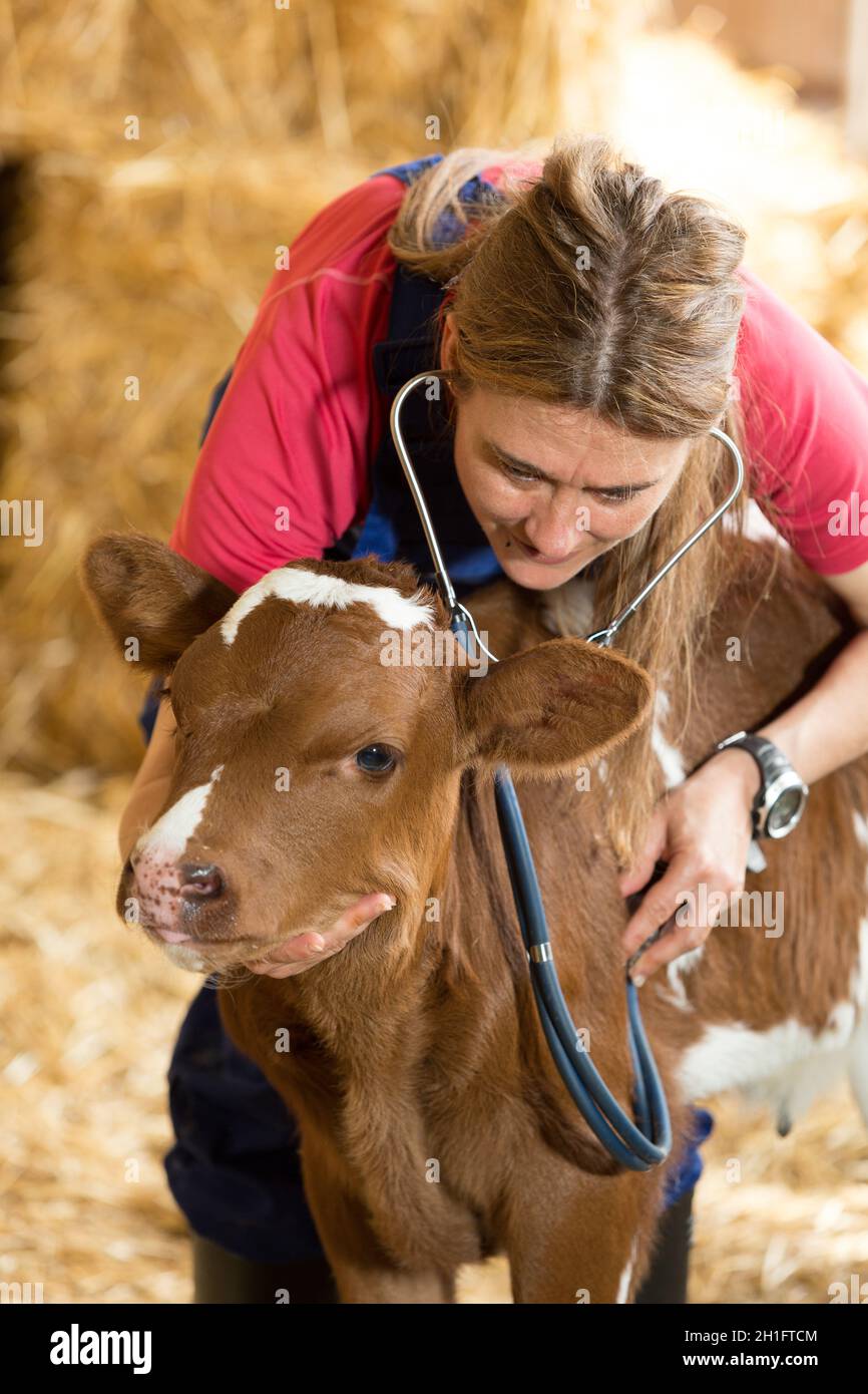 Veterinary on a farm performing a physical examination in a cow Stock ...