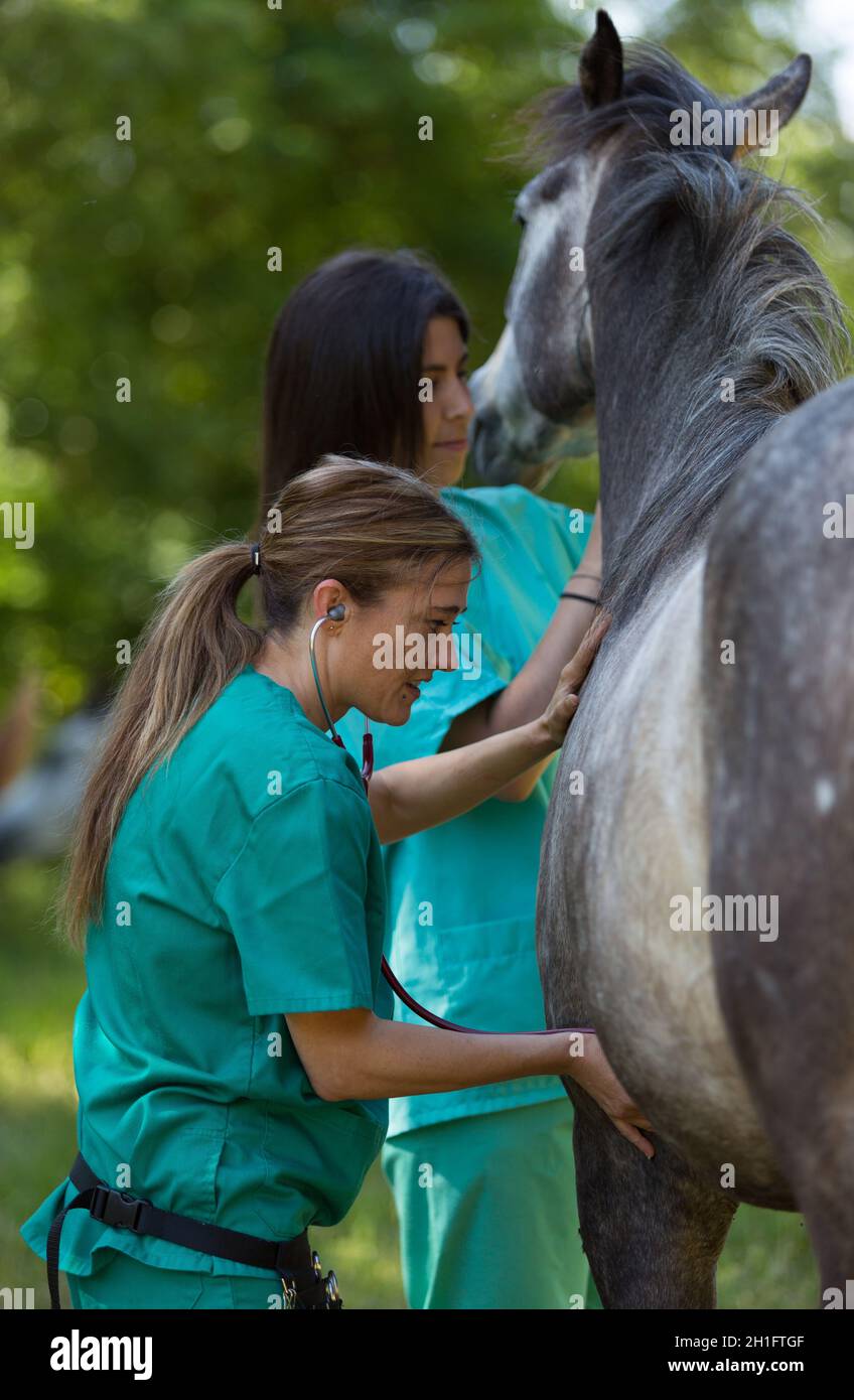 Veterinary great performing a scan to a young mare Stock Photo - Alamy