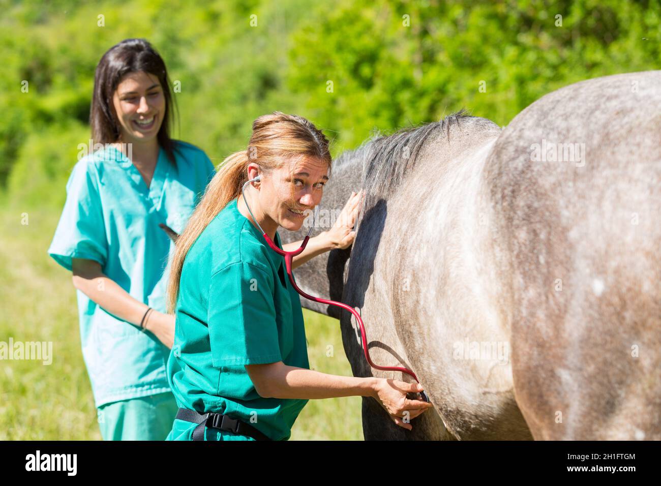 Veterinary great performing a scan to a young mare Stock Photo - Alamy