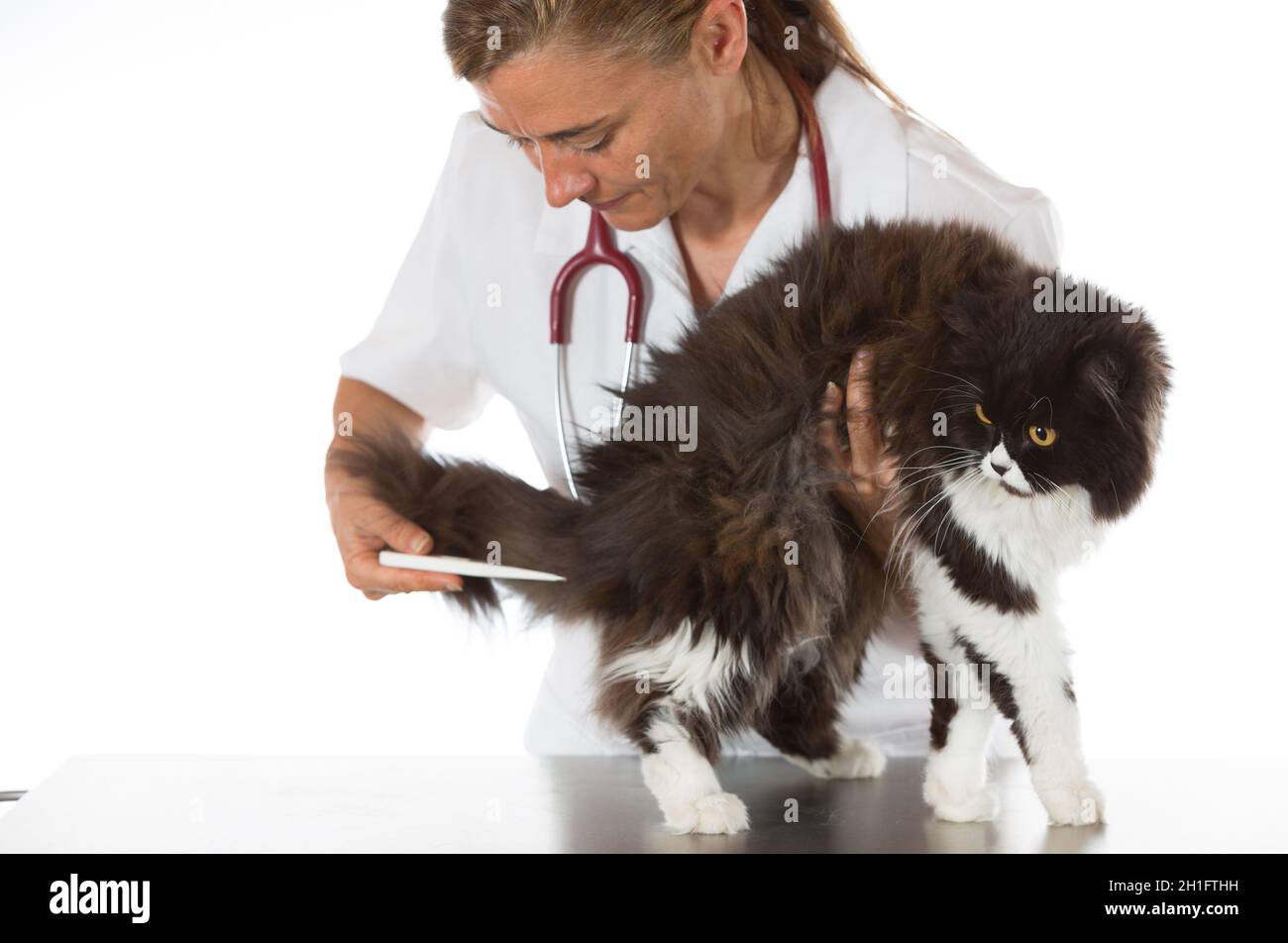 Veterinary equipment temperature hi-res stock photography and images ...