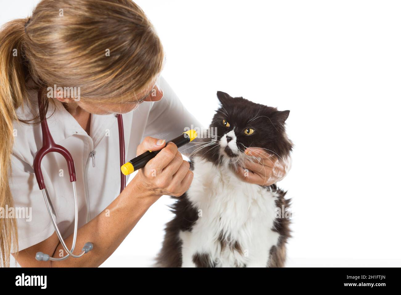 Veterinary inspecting the eyes of a cat in clinic Stock Photo - Alamy
