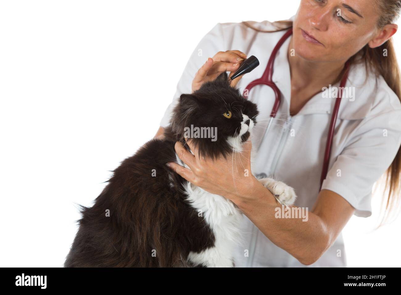 Veterinary conducting a review of ears of a cat in clinic Stock Photo ...