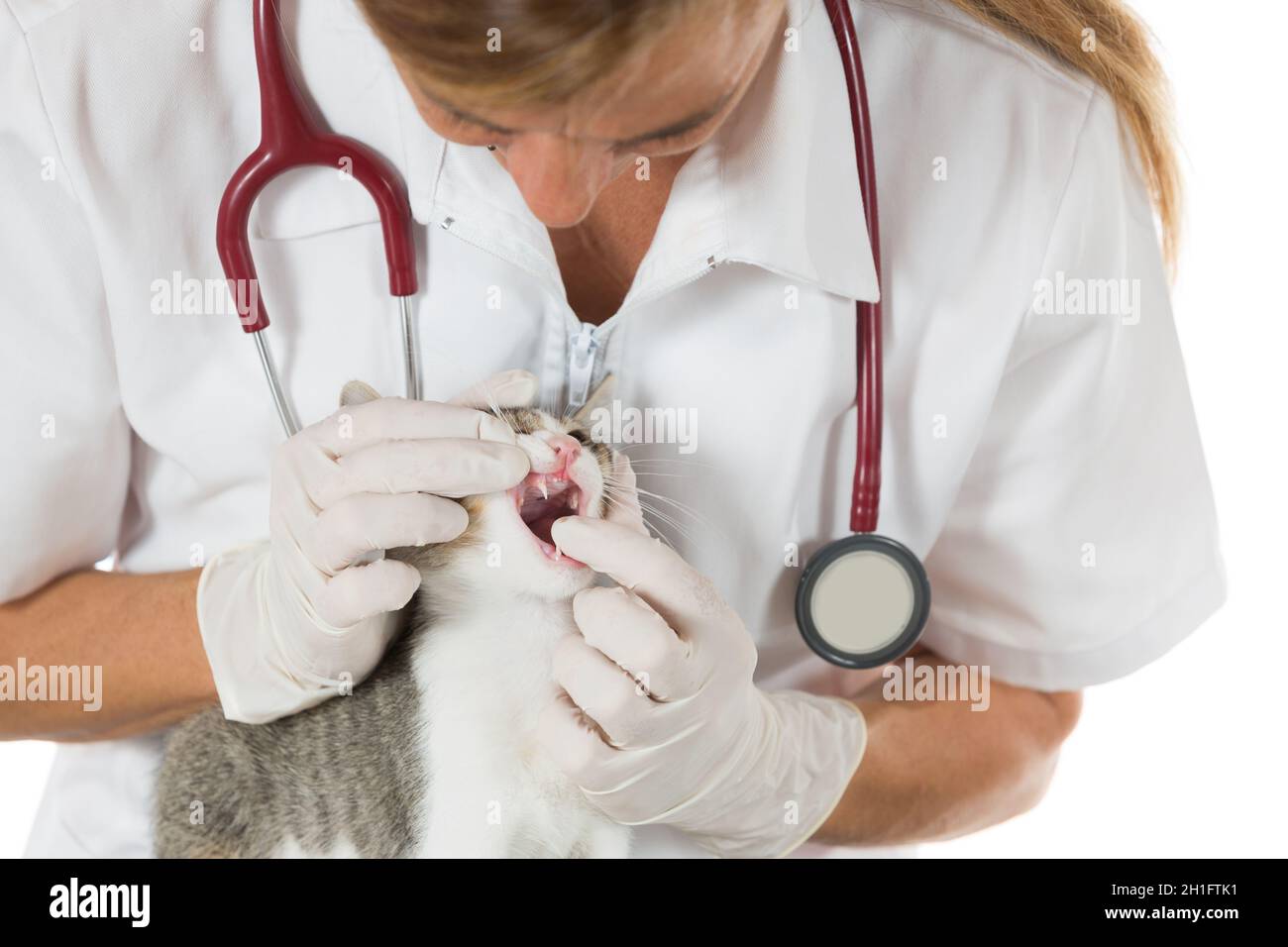 Veterinary inspection hi-res stock photography and images - Alamy