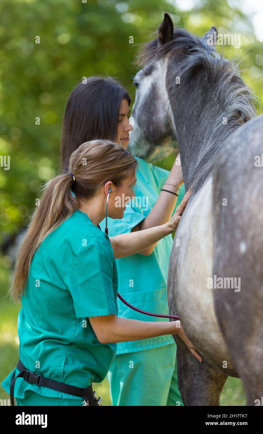 Endoscope horse hi-res stock photography and images - Alamy