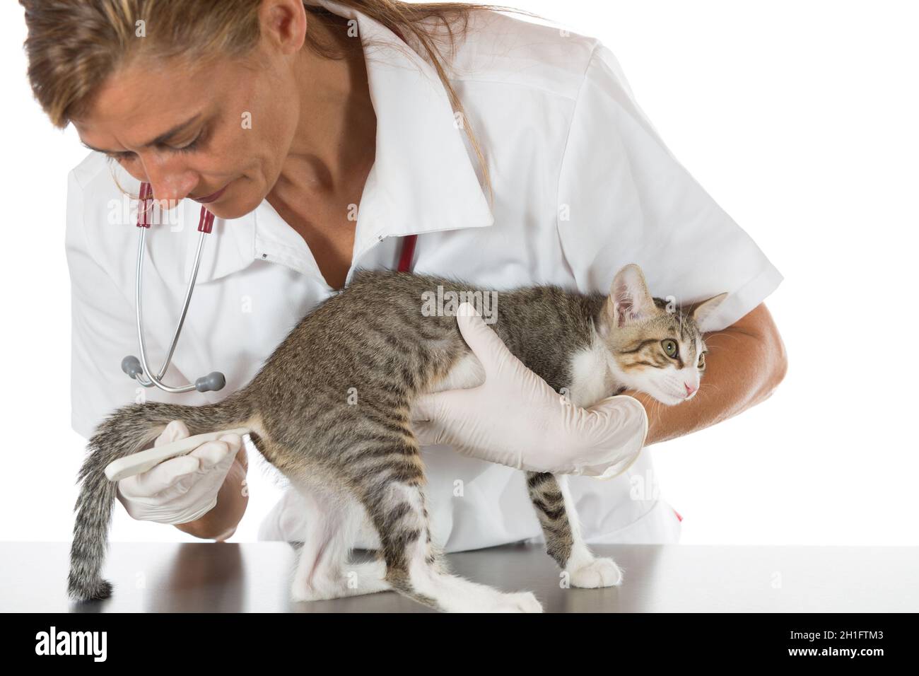 Veterinary taking the temperature of a cat in clinic Stock Photo - Alamy