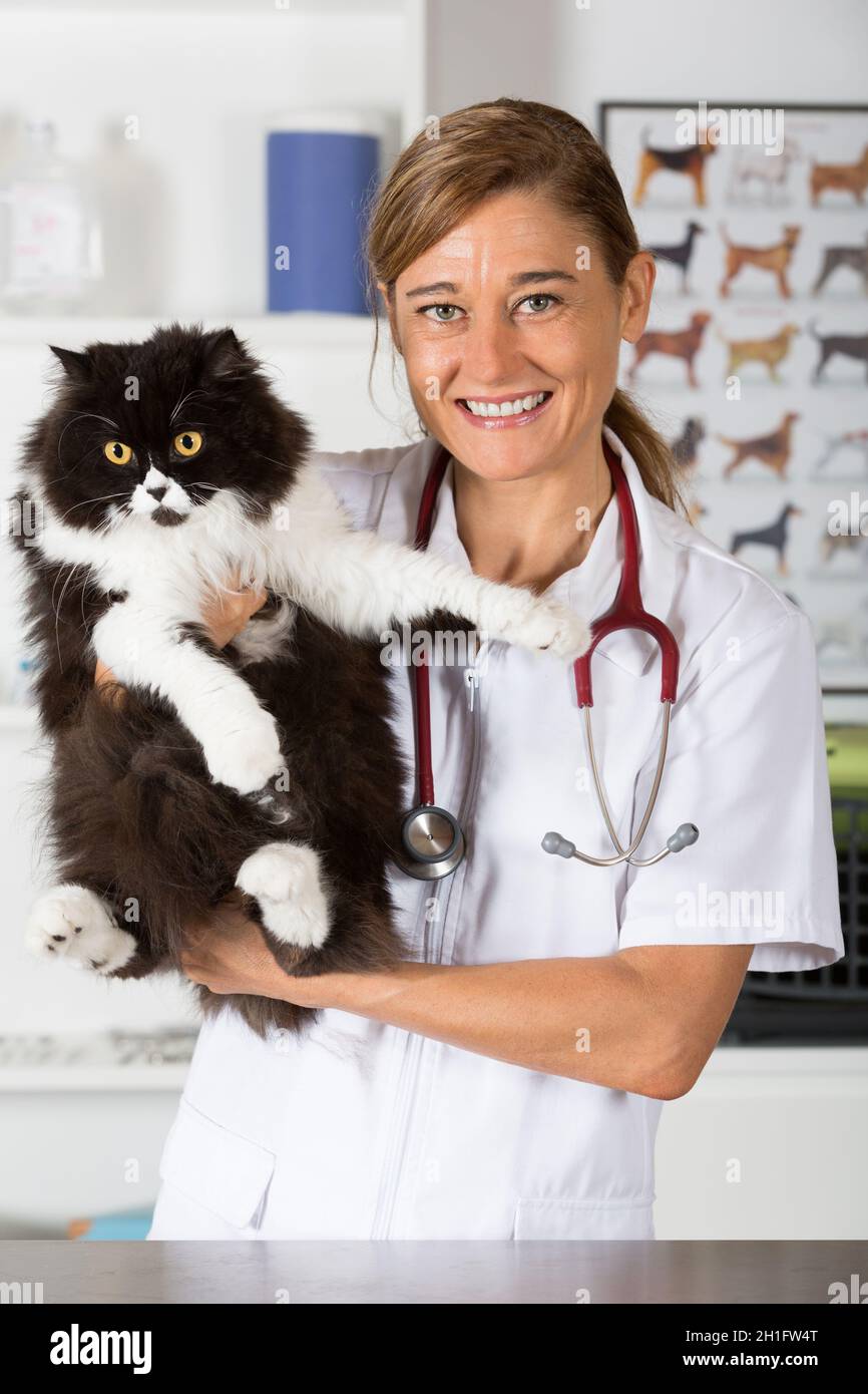 Veterinary hugging a cat and reassuring for review Stock Photo - Alamy