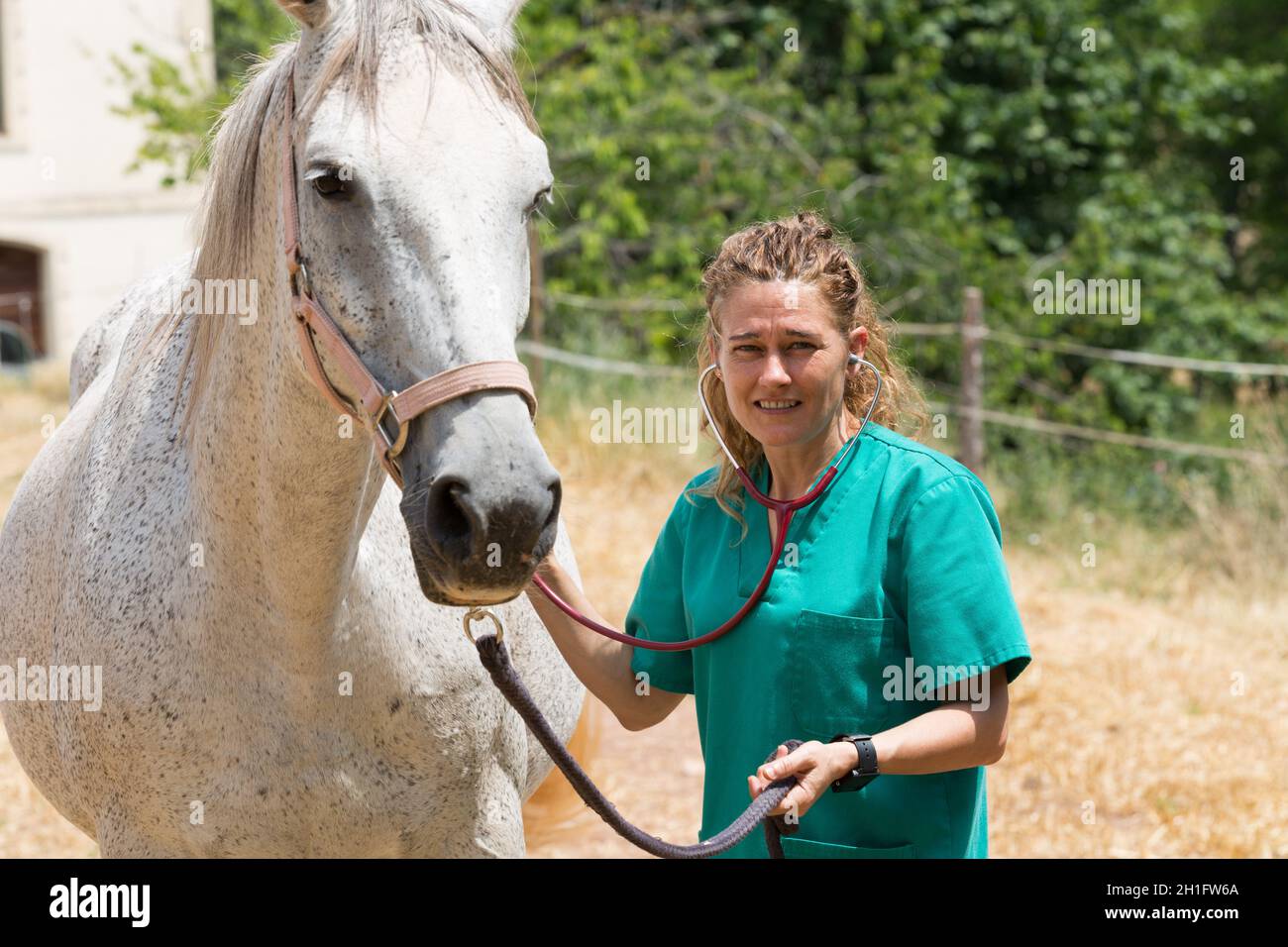 Endoscope horse hi-res stock photography and images - Alamy