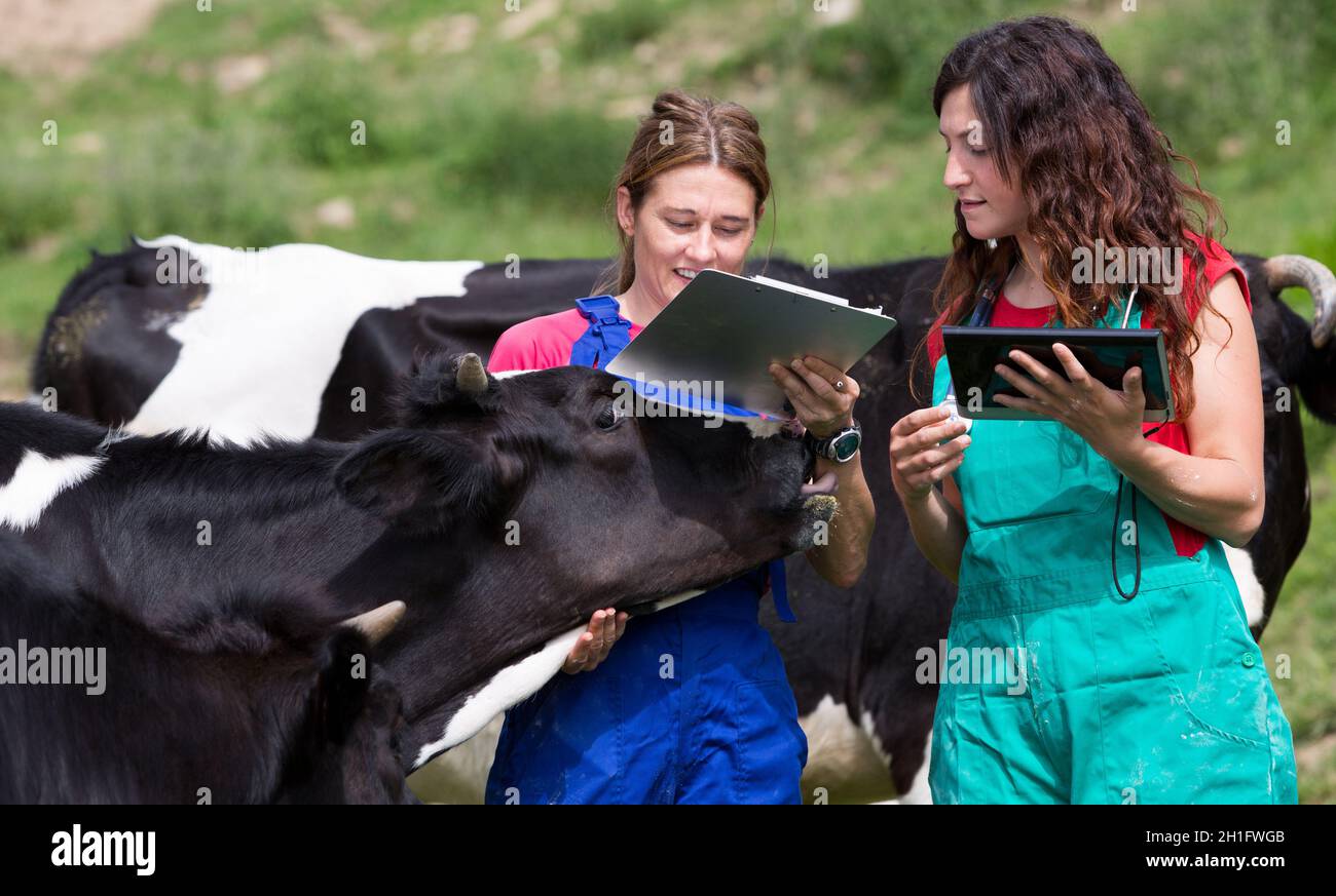 Female vet in field cattle hi-res stock photography and images - Alamy