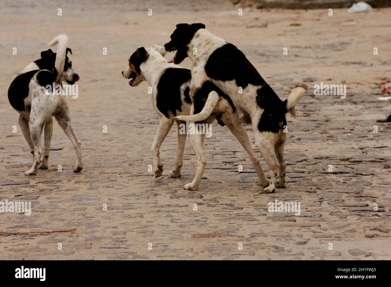 Brazil horse street hi-res stock photography and images - Alamy