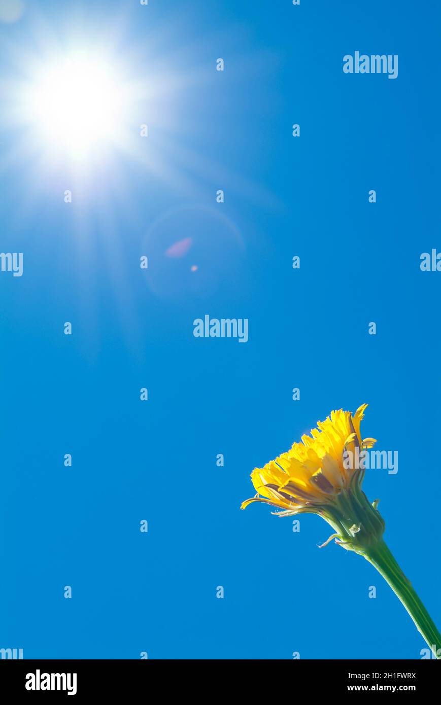 The rays of the spring sun enhance the yellow of a beautiful Dandelion ...