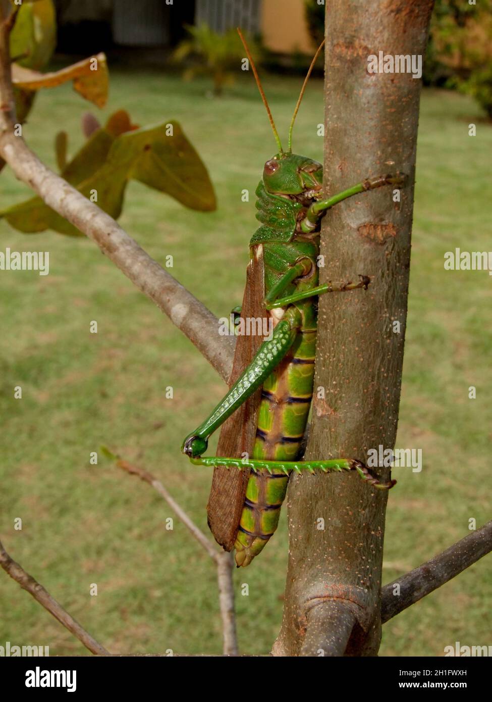 salvador, bahia / brazil - december 4, 2010: grasshopper insect is seen ...