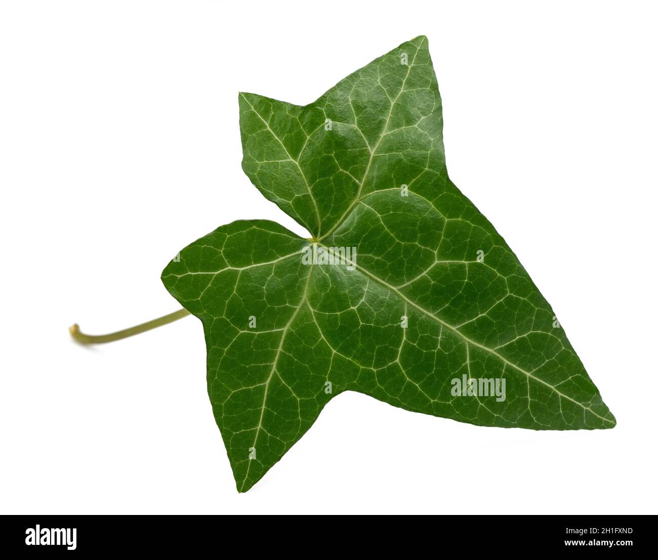 Ivy leaf isolated on white background Stock Photo - Alamy