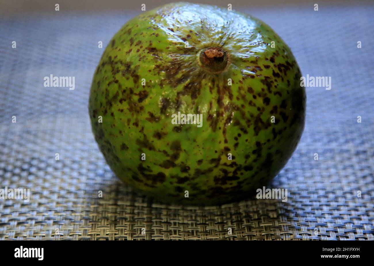 salvador, bahia / brazil - june 15, 2020: whole avocado fruit is seen ...