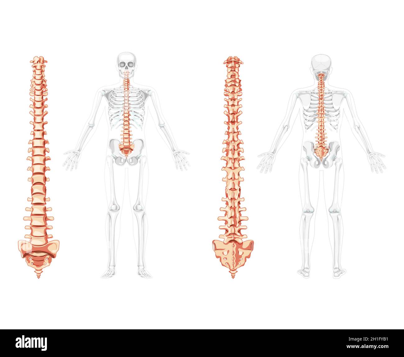 Human vertebral column in front, back with skeleton position, spinal ...