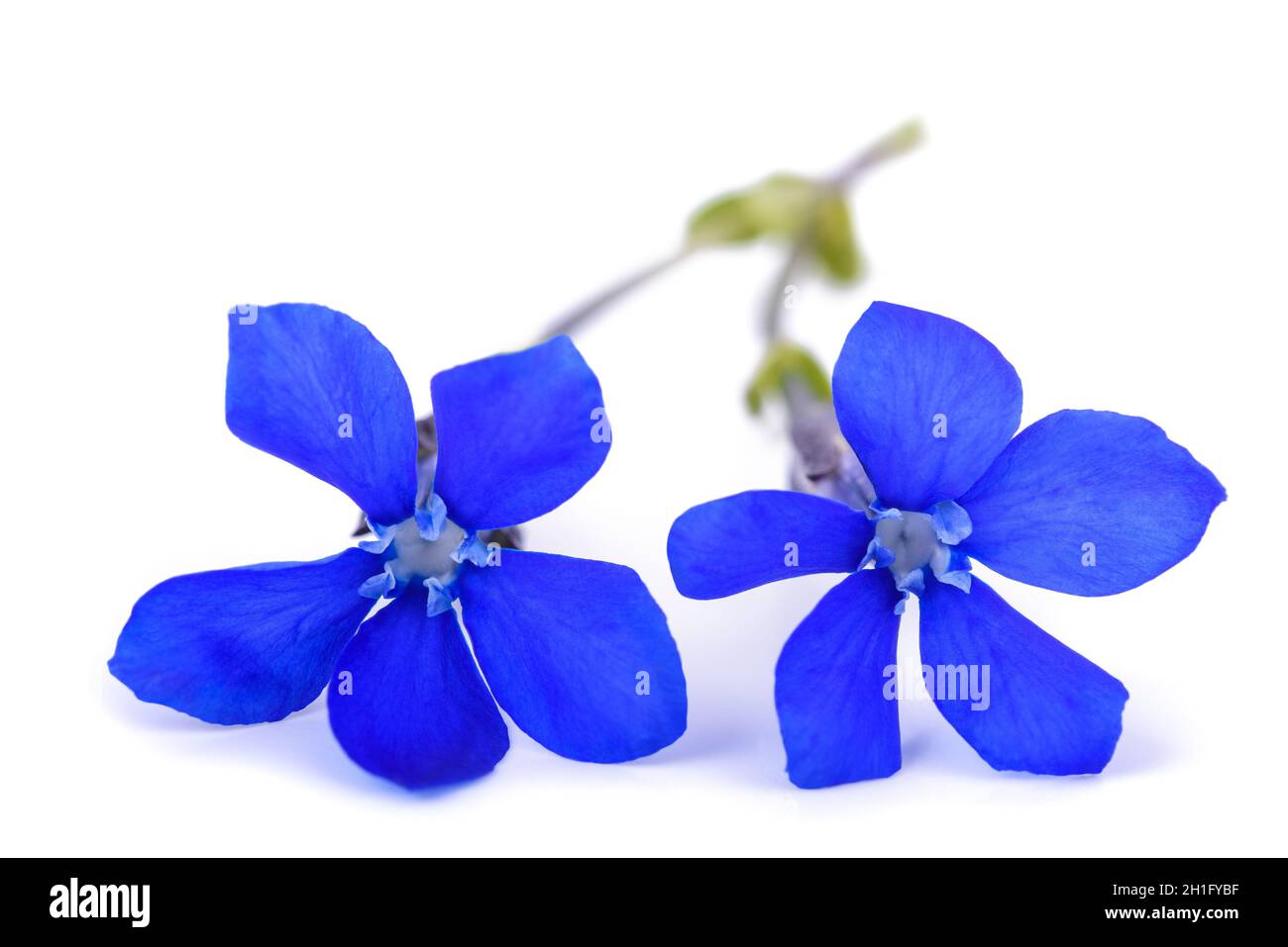 Snow Gentian flowers isolated on white background Stock Photo - Alamy