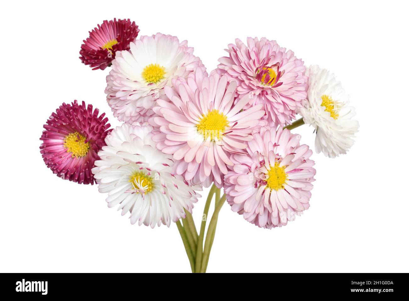 Bellis perennis flowers isolated on white background Stock Photo - Alamy