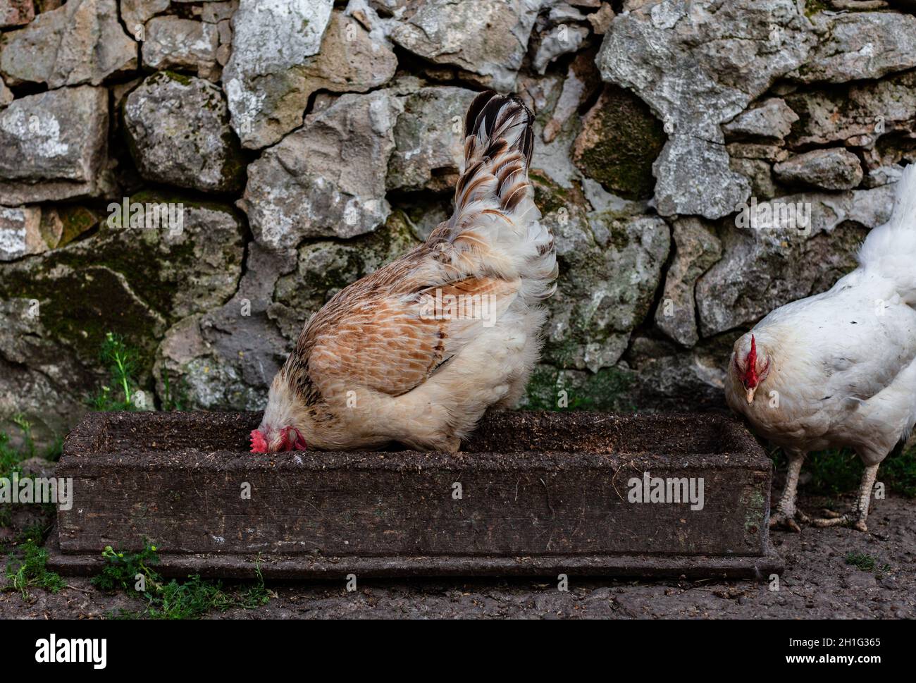 chicken standing in the feeder and pecking food. High quality photo ...