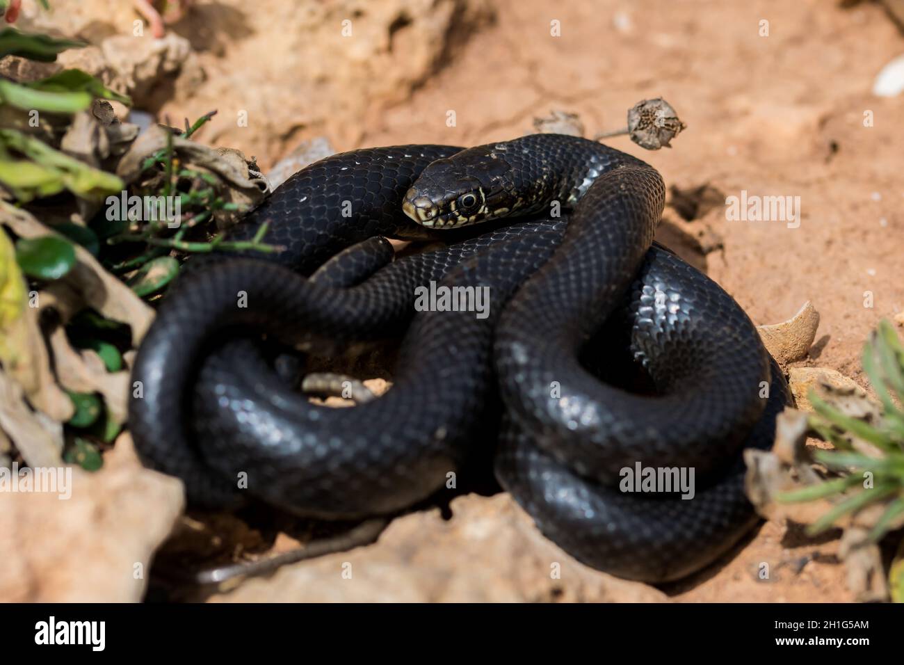 Black western whip snake, Hierophis viridiflavus, basking in the sun on ...