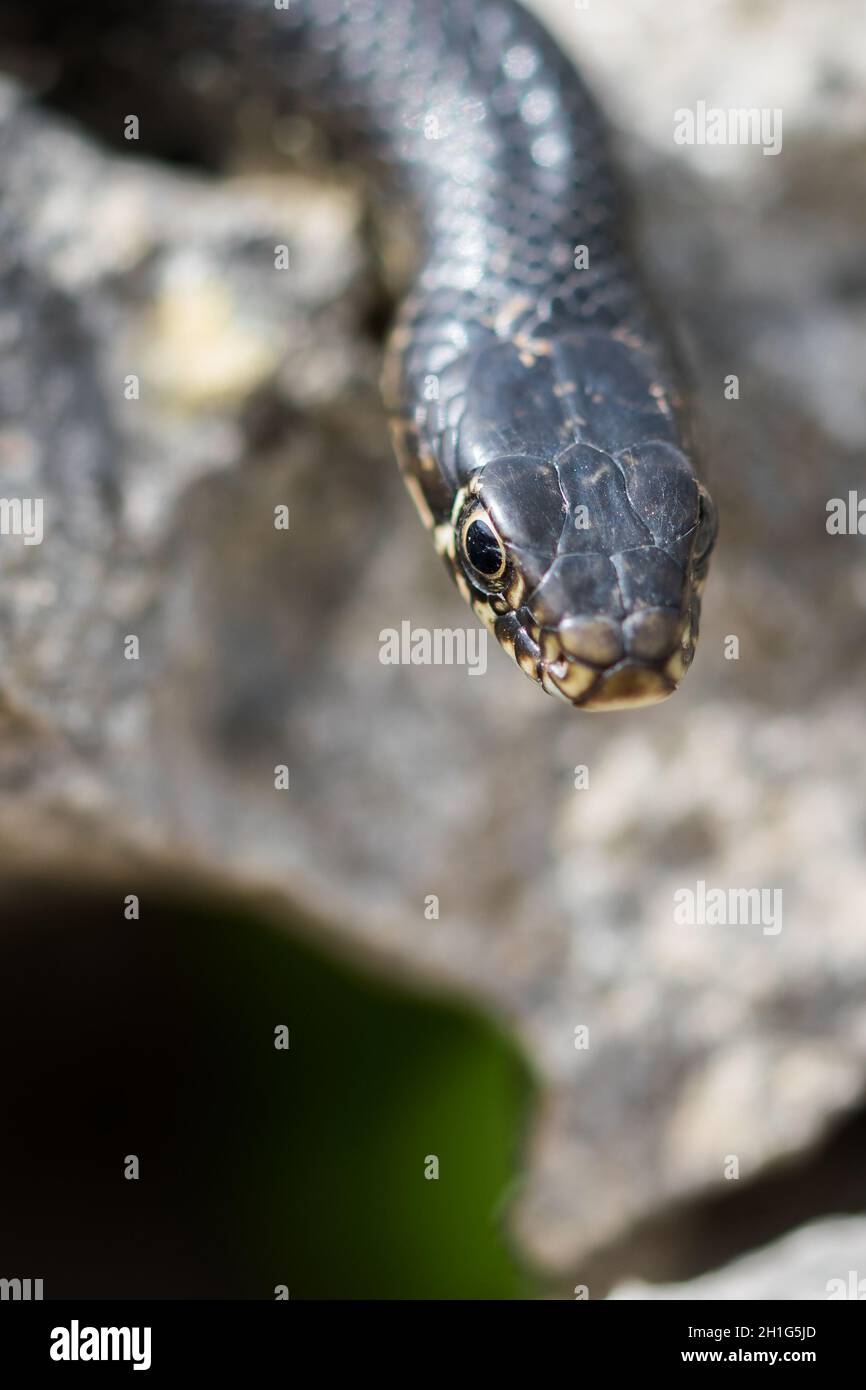 Maltese snakes hi-res stock photography and images - Alamy