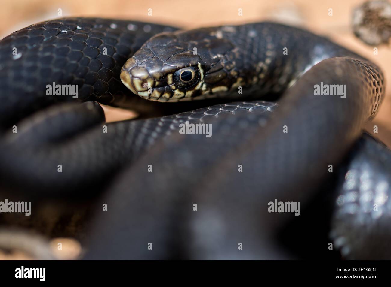 Maltese snakes hi-res stock photography and images - Alamy
