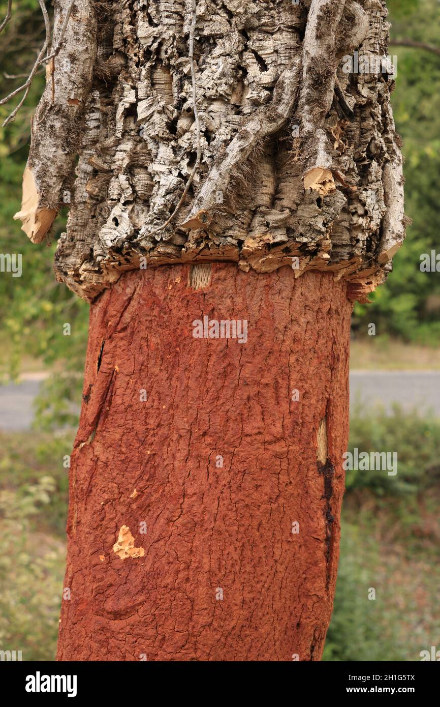Cork oak trunk with bark removed Stock Photo - Alamy