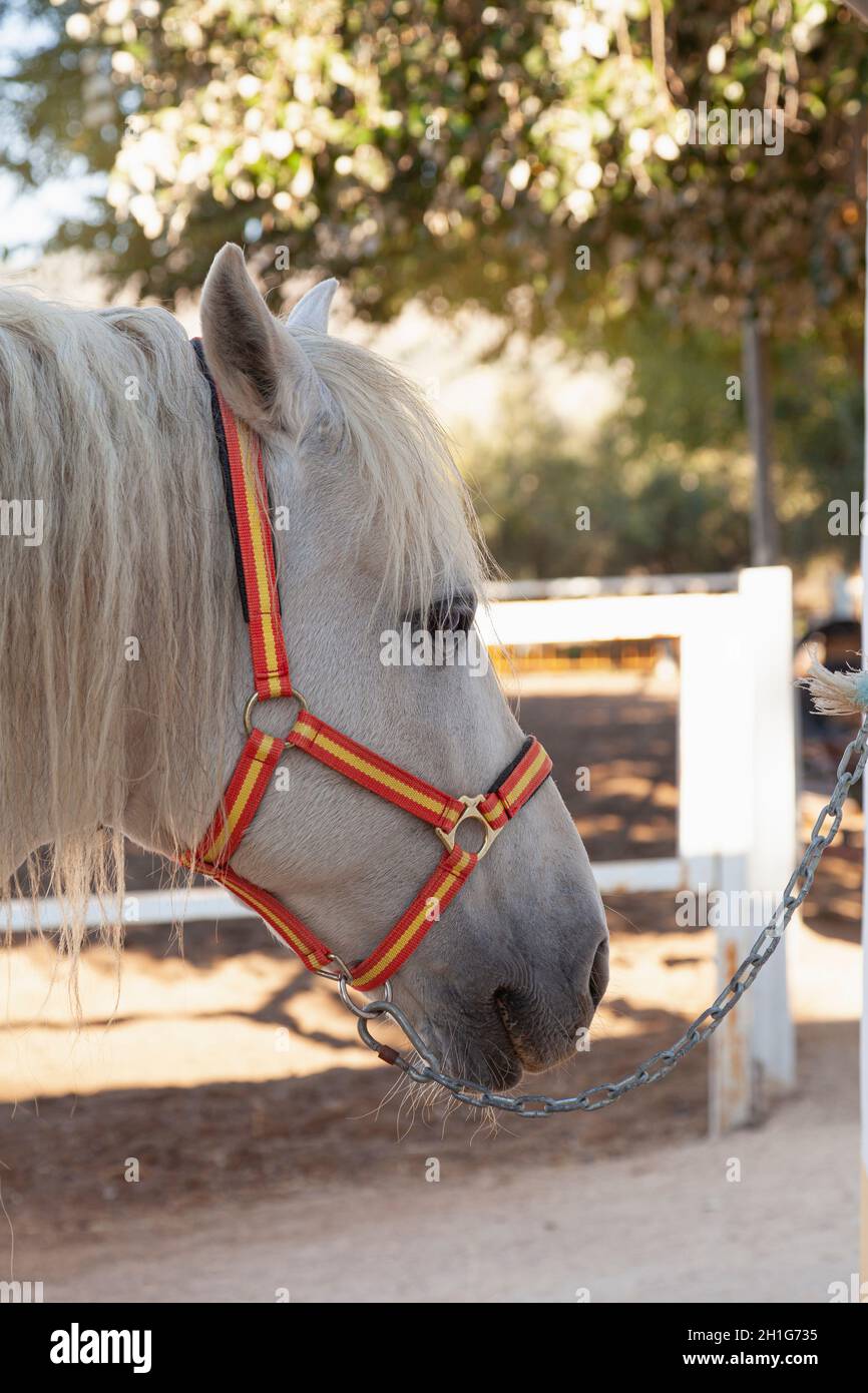 Close-up of the face of a white horse chained to a wall in a stable ...