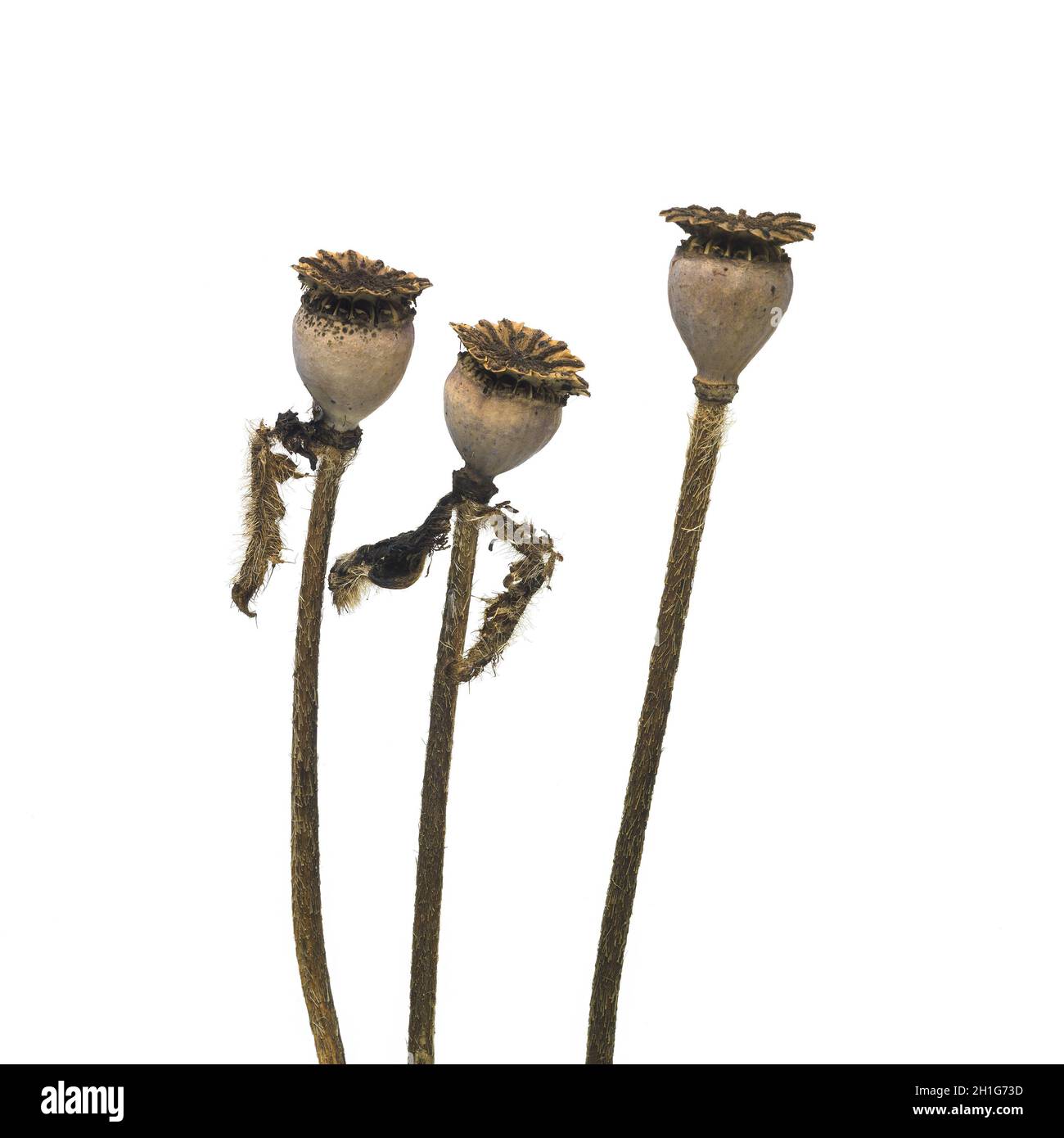 Dry poppy heads on stalks isolated on a white background Stock Photo ...