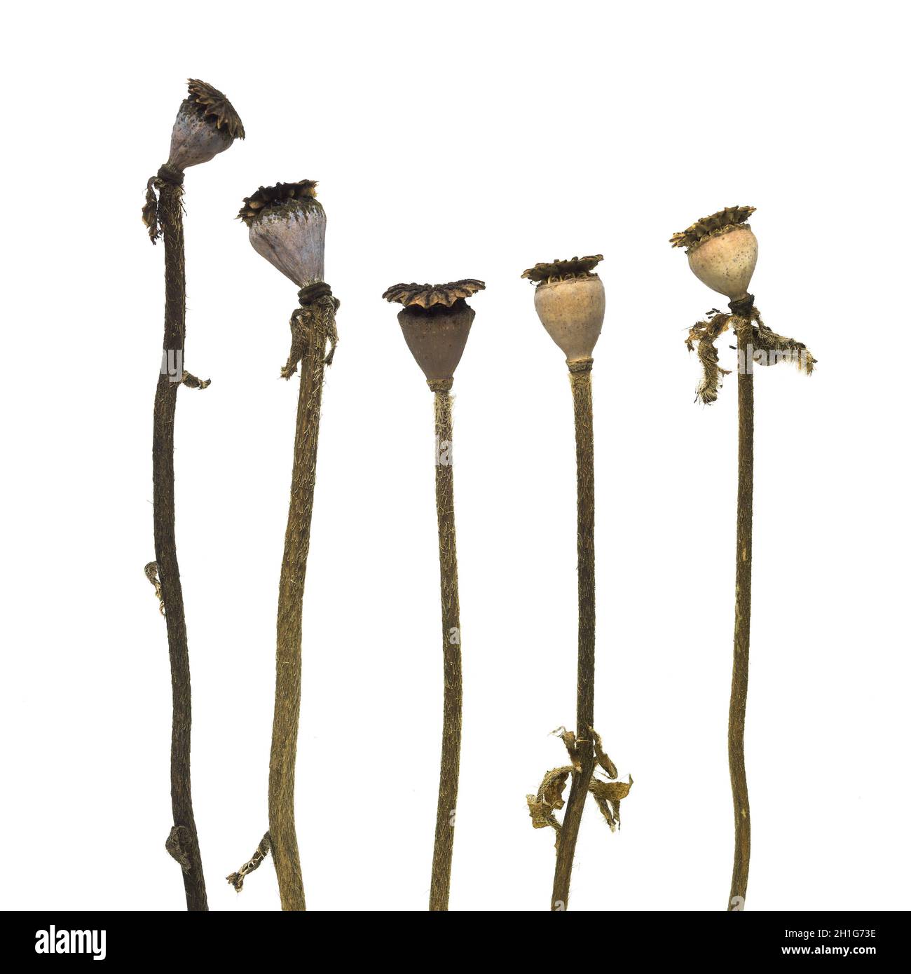 Dry poppy heads on stalks isolated on a white background Stock Photo ...