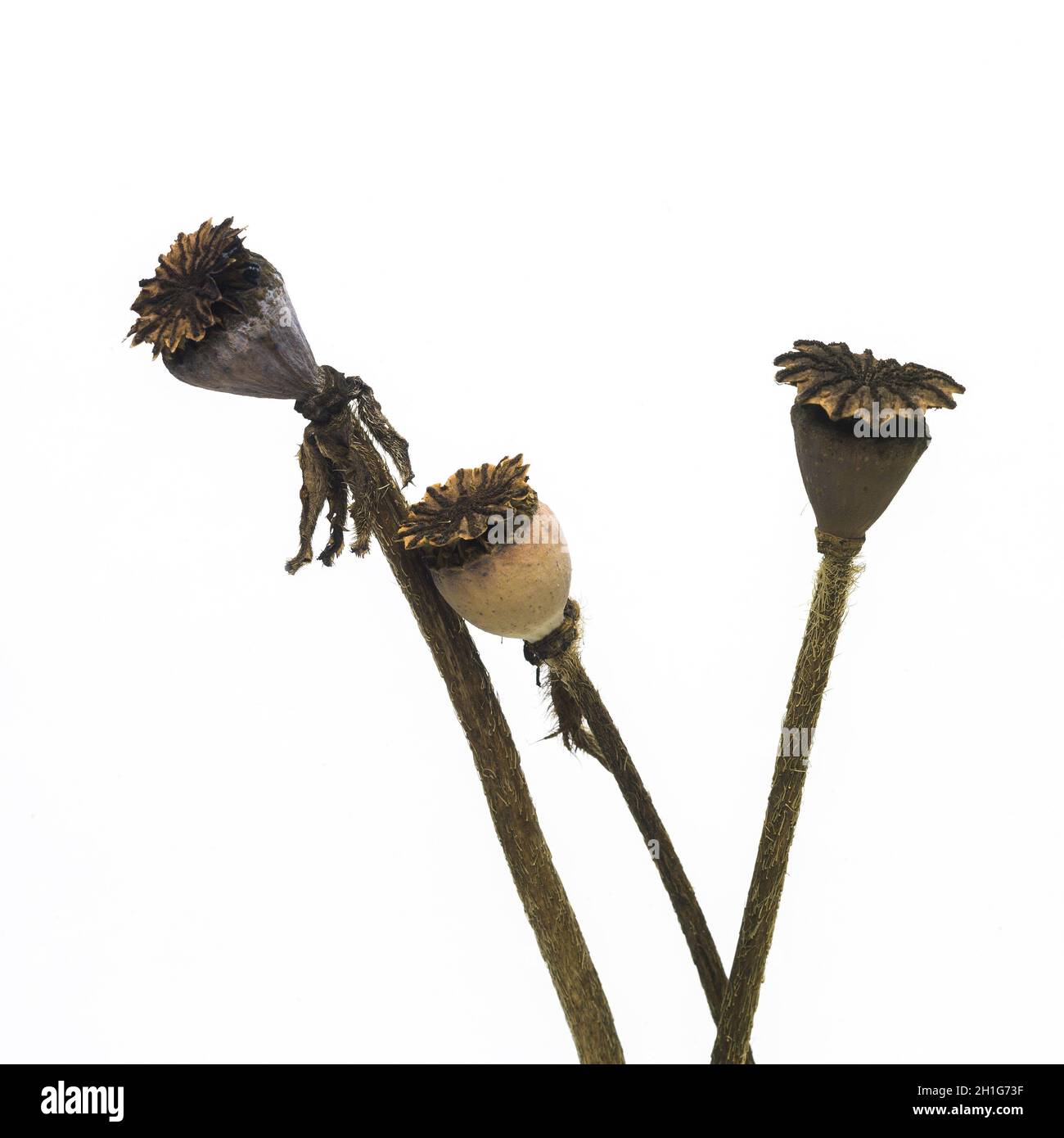 Dry poppy heads on stalks isolated on a white background Stock Photo ...