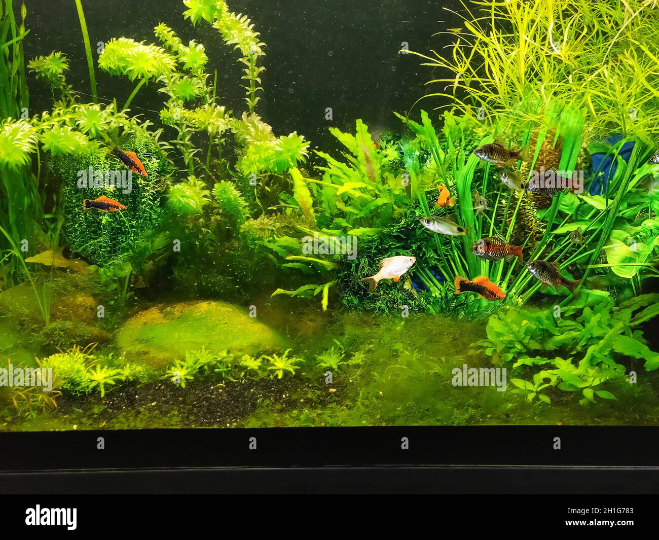 Goldfish home green plants tank hi-res stock photography and images - Alamy