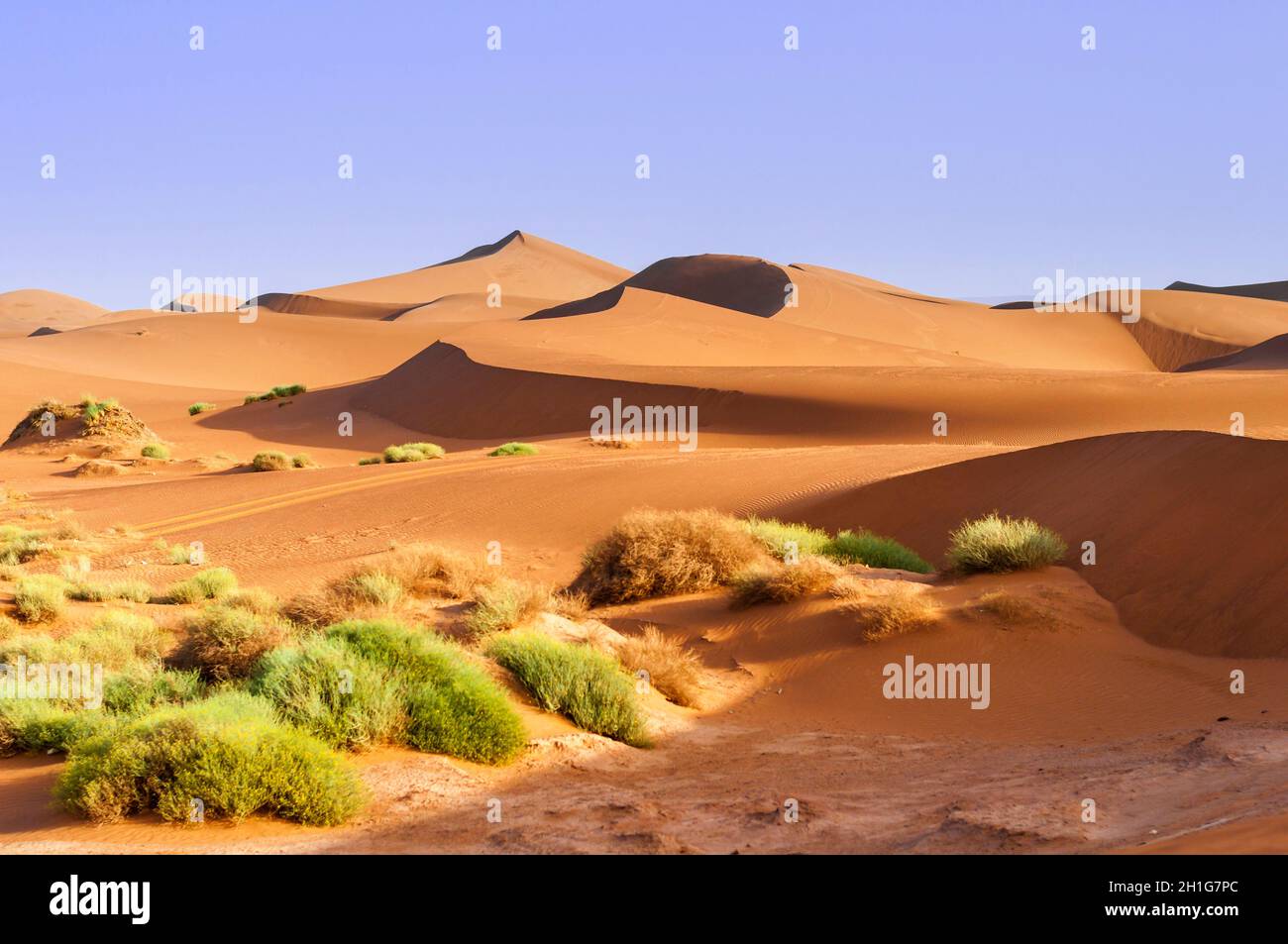 Sand dunes with grass in the Sahara, Morocco, Africa Stock Photo - Alamy
