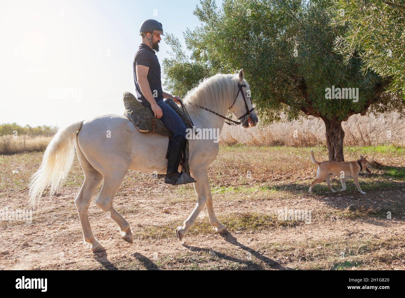 A rider, a Caucasian man with a beard, is riding his white horse ...