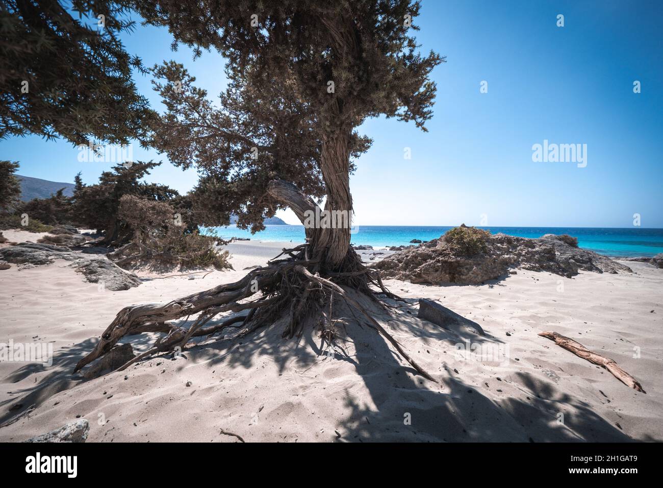 Tree on the seaside with the blue water during a sunny daya Stock Photo ...