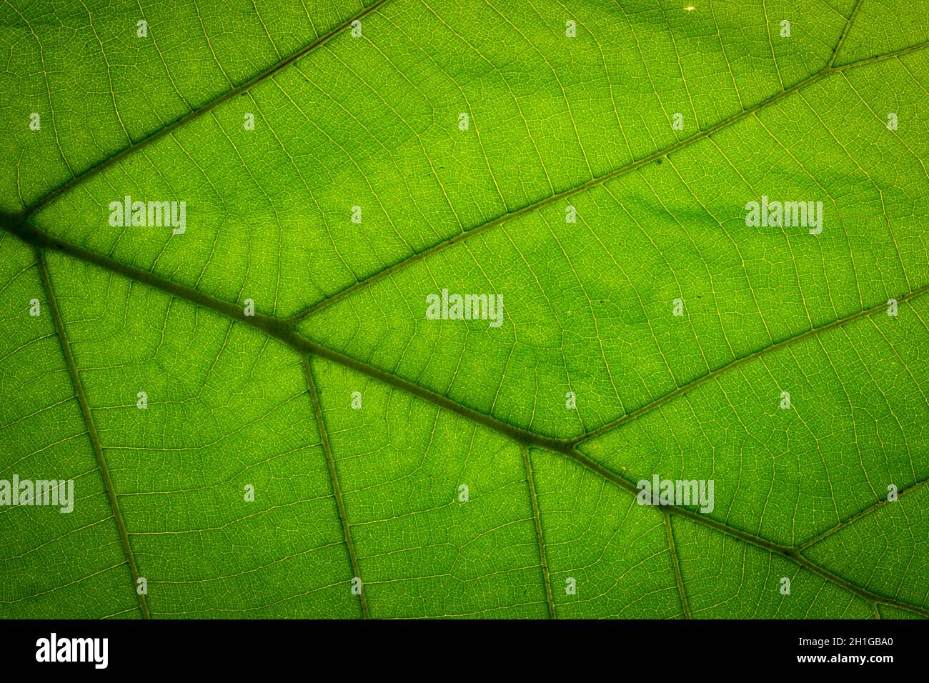 Green leaf background abstract of nature Stock Photo - Alamy