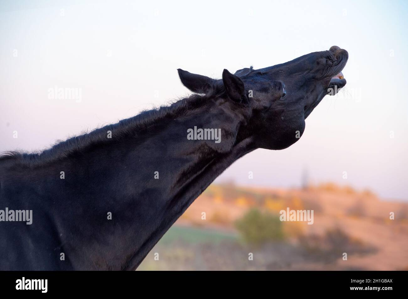 Sniffling hi-res stock photography and images - Alamy