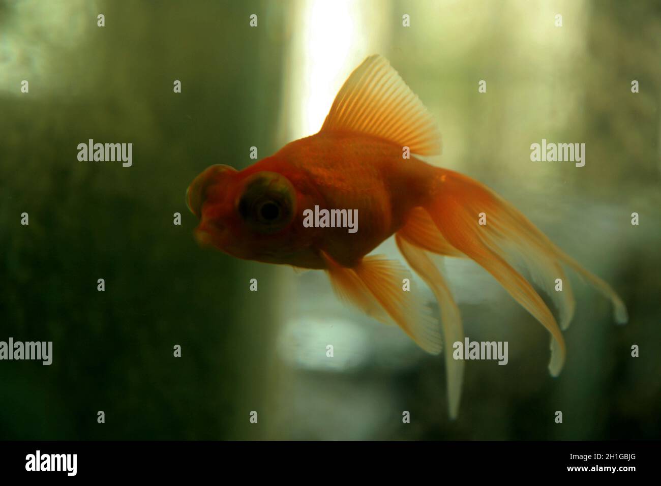 salvador, bahia / brazil - april 20, 2009: ornamental fish is seen in ...