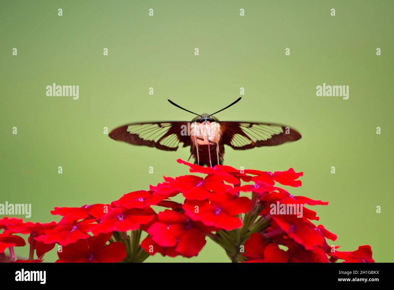 Clearwing hummingbird moth hi-res stock photography and images - Alamy