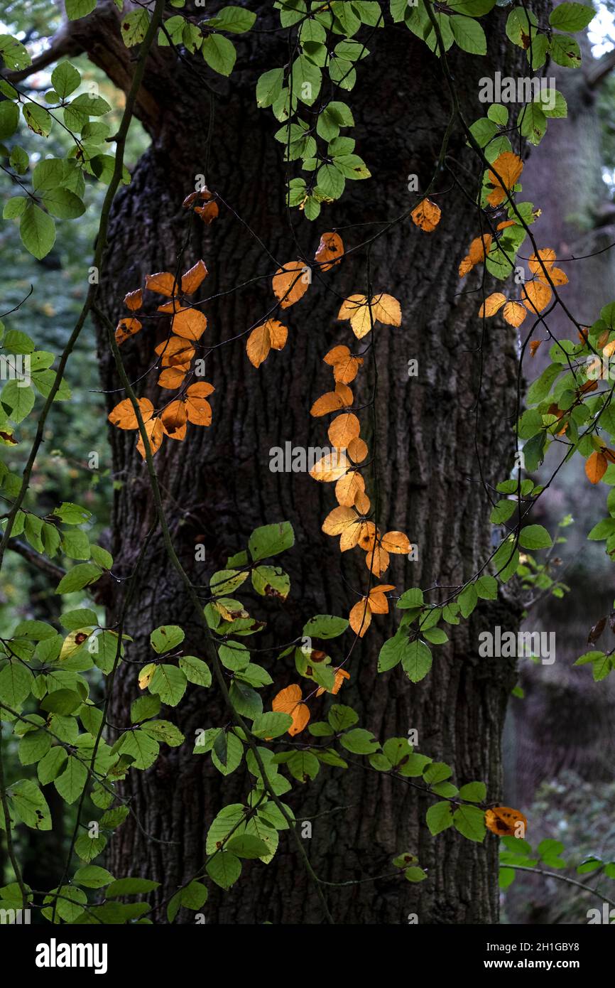 Signs of autumn hi-res stock photography and images - Alamy